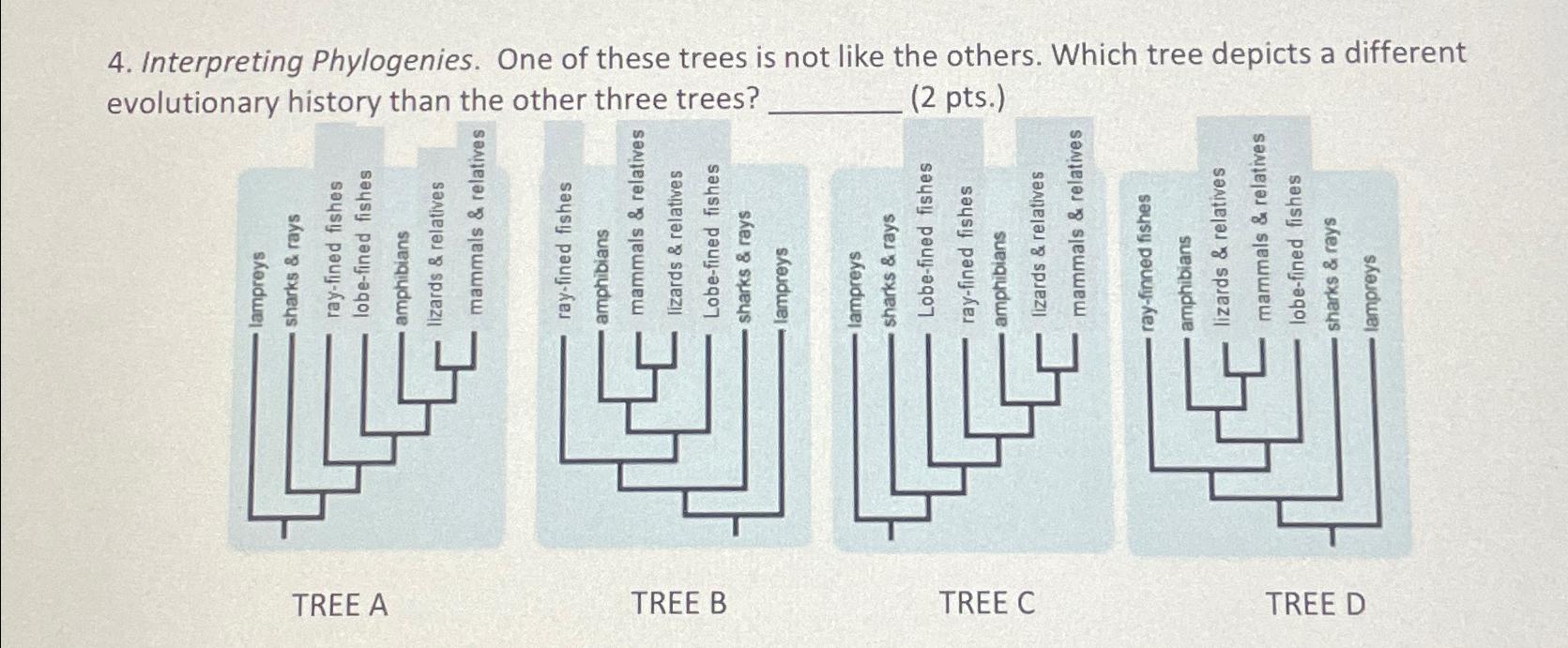 Solved Interpreting Phylogenies. One of these trees is not | Chegg.com