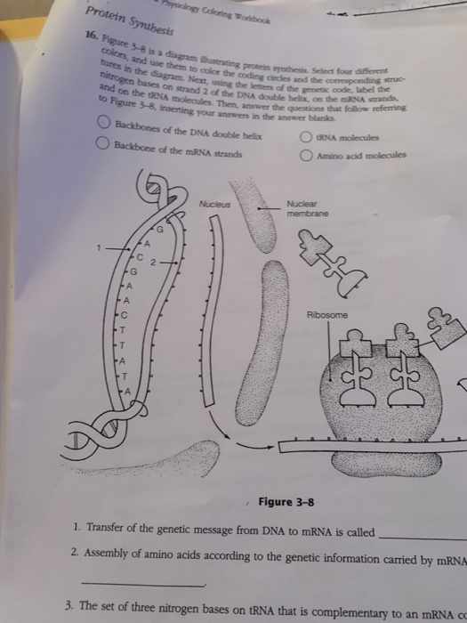 Protein Synthesis 16. Figure 3-8 is a diagram tures | Chegg.com