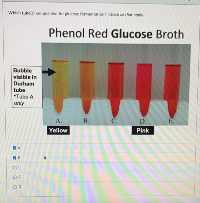 Solved Which tube(s) are positive for glucose fermentation? | Chegg.com