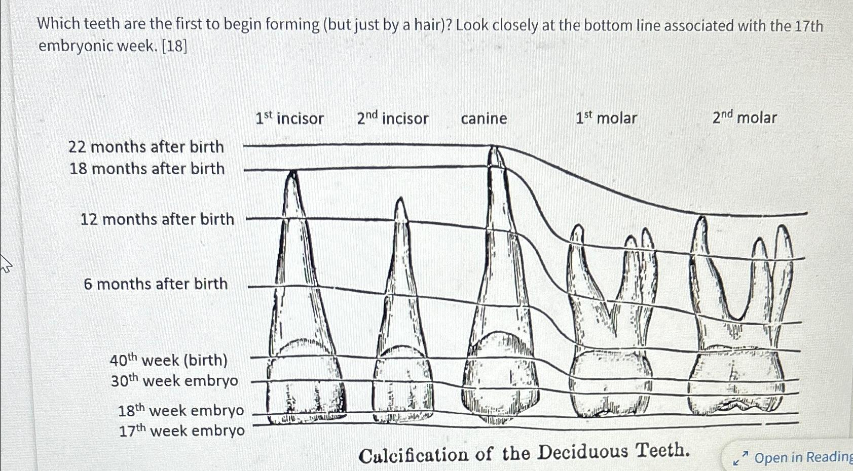 Solved Which teeth are the first to begin forming (but just | Chegg.com