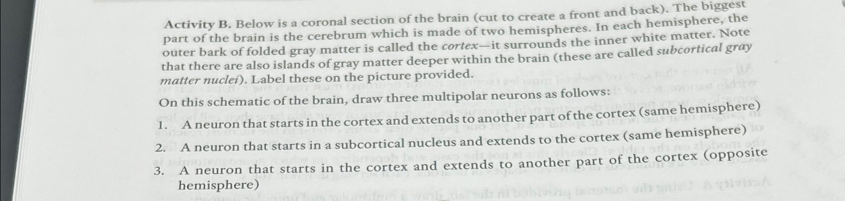 Solved Activity B. ﻿Below is a coronal section of the brain | Chegg.com