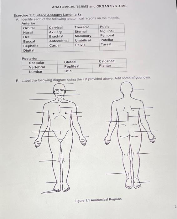 Solved Exercise 2A Directional Terms Demonstrate the proper | Chegg.com