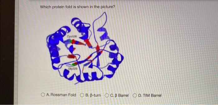 Solved Which protein fold is shown in the picture? Cya126 | Chegg.com