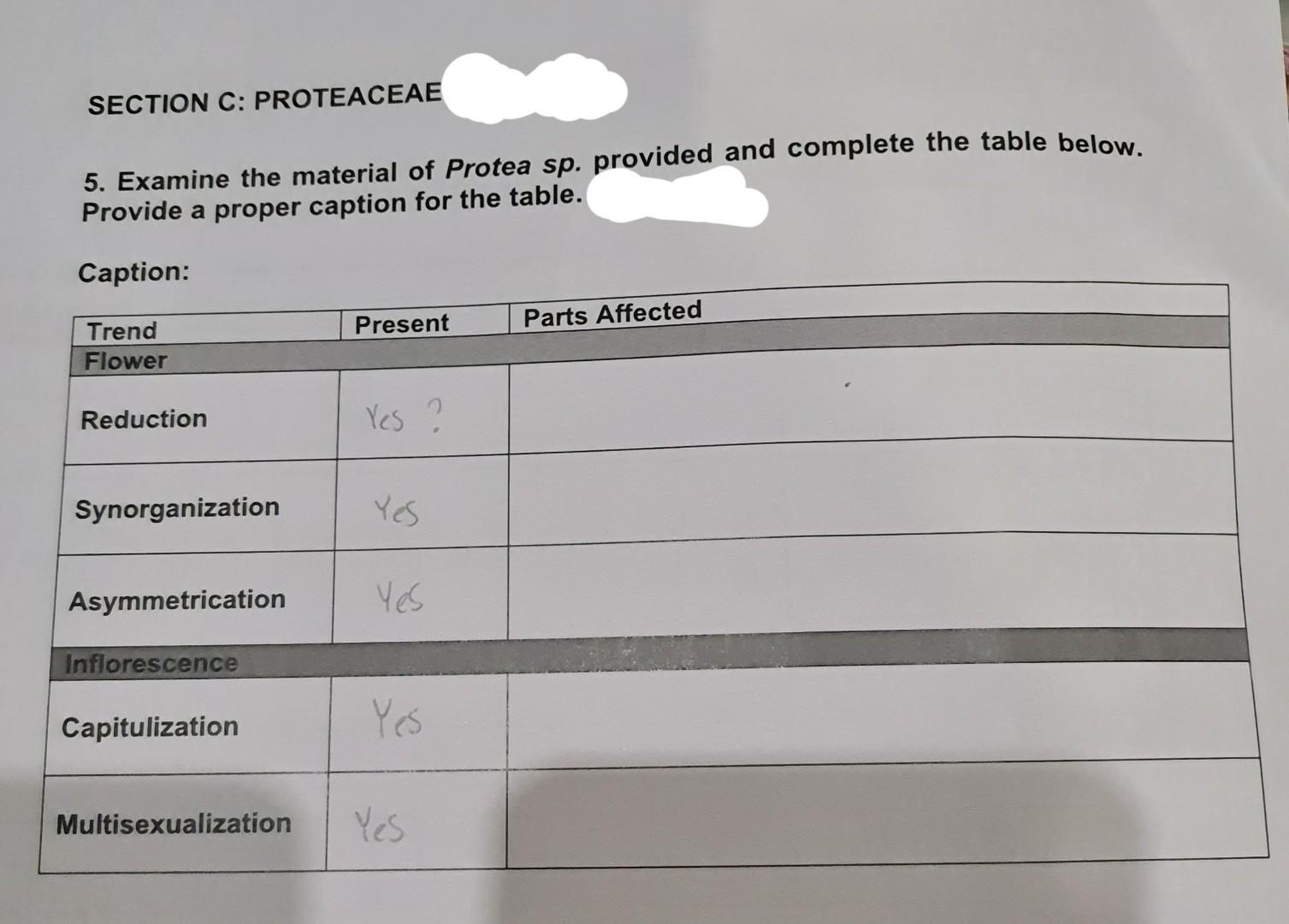 5. Examine the material of Protea sp. provided and | Chegg.com