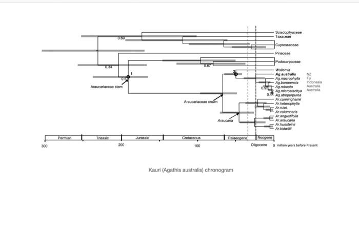 break down the journey of the Kauri tree using this | Chegg.com