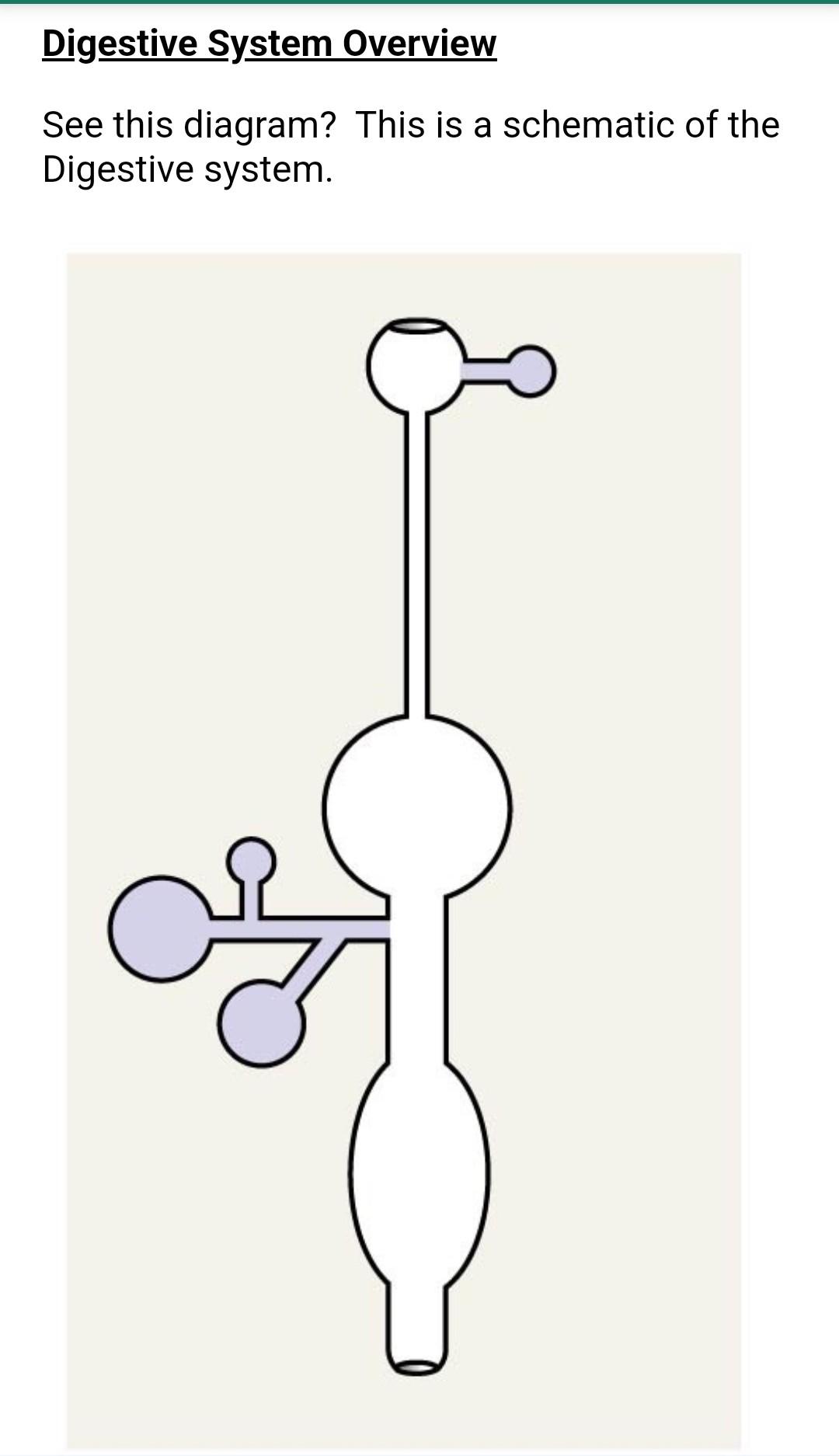 Solved Digestive System Overview See this diagram? This is a | Chegg.com