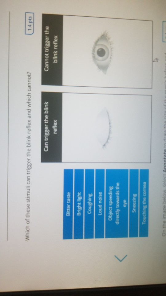 Solved Label the components of a typical reflex arc. 1.2 pts | Chegg.com