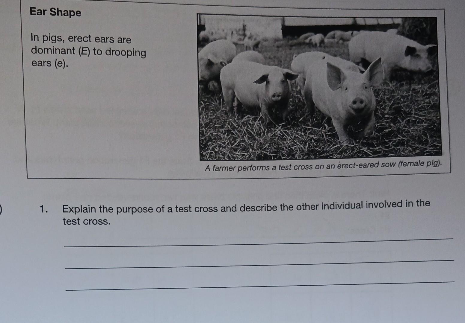 Solved Ear Shape In pigs, erect ears are dominant (E) to | Chegg.com