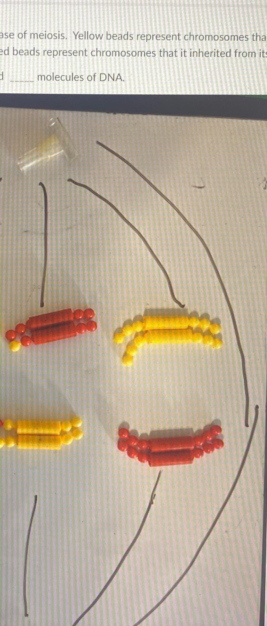 Solved ase of meiosis. Yellow beads represent chromosomes | Chegg.com