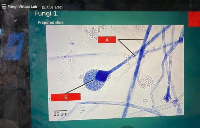 Solved Biology 152 Student Lab Guide Fungi Prior to | Chegg.com