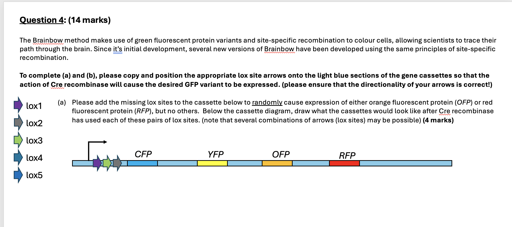 Solved Question 4: (14 ﻿marks)The Brainbow method makes use | Chegg.com