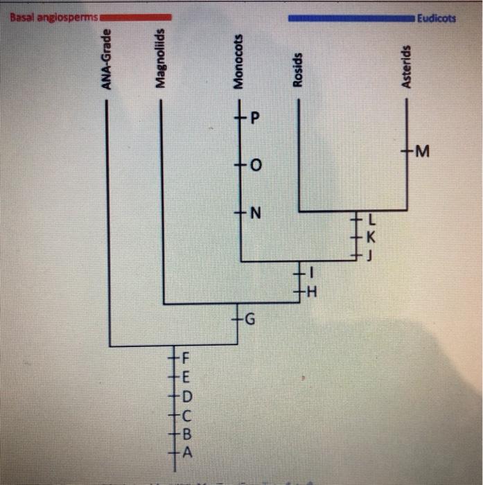 Solved Use the phylogeny below to answer this question. You | Chegg.com