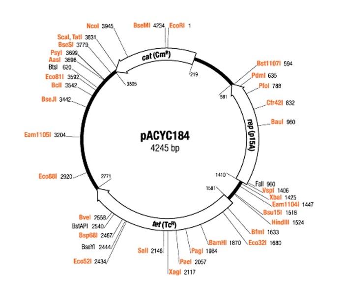 Solved 24. PACYC184 in the image above and the ends of the | Chegg.com