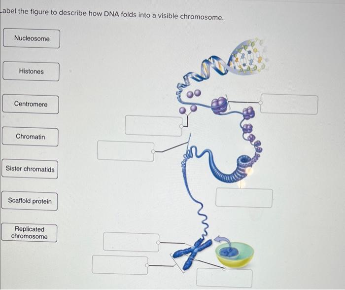 Solved abel the figure to describe how DN | Chegg.com