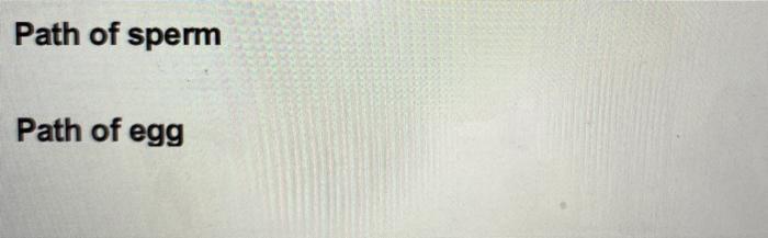 Solved Path of sperm Path of egg | Chegg.com