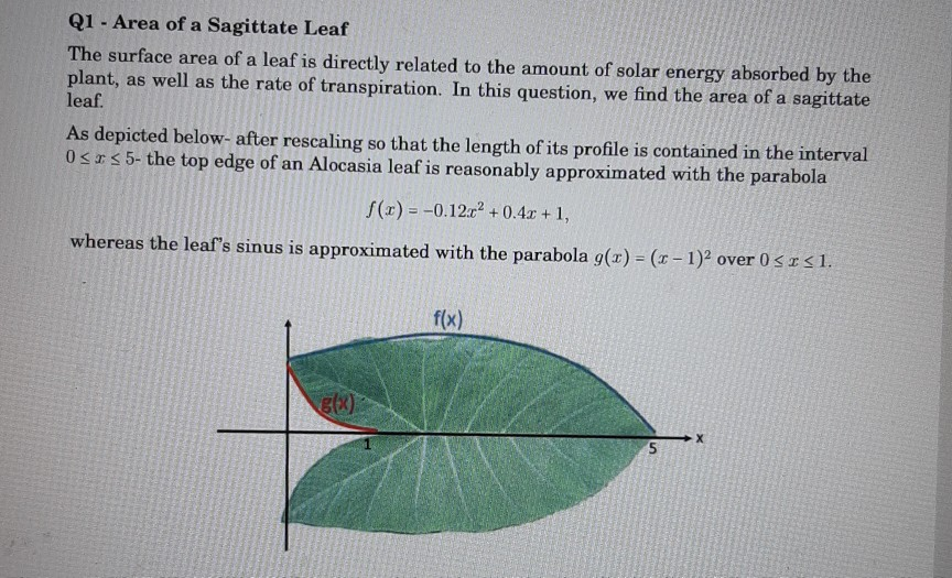 Solved Q1 - Area of a Sagittate Leaf The surface area of a | Chegg.com
