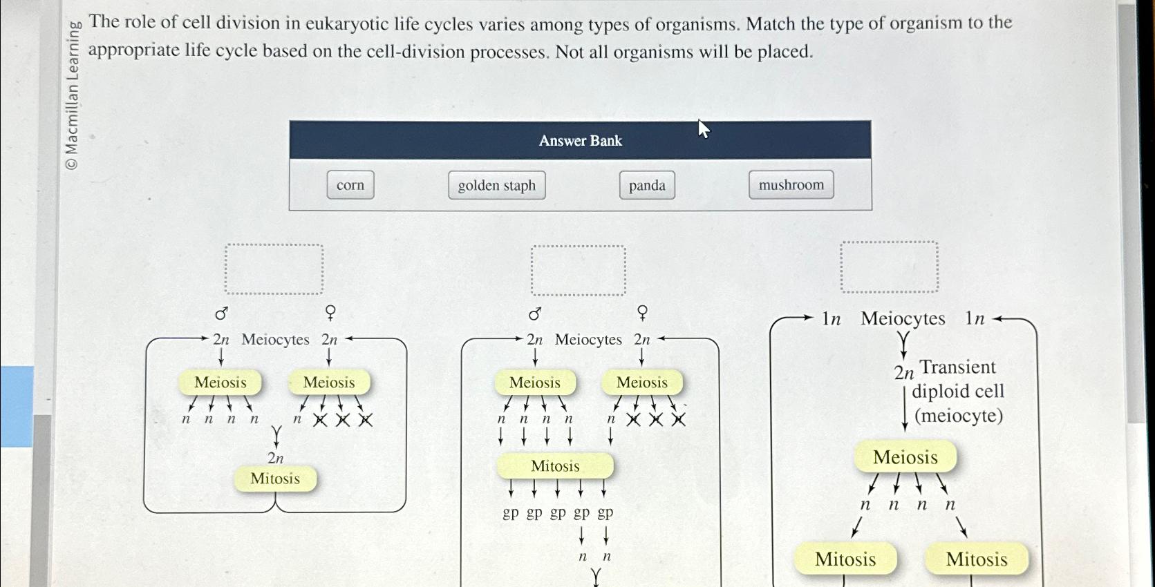 Solved wo The role of cell division in eukaryotic life | Chegg.com
