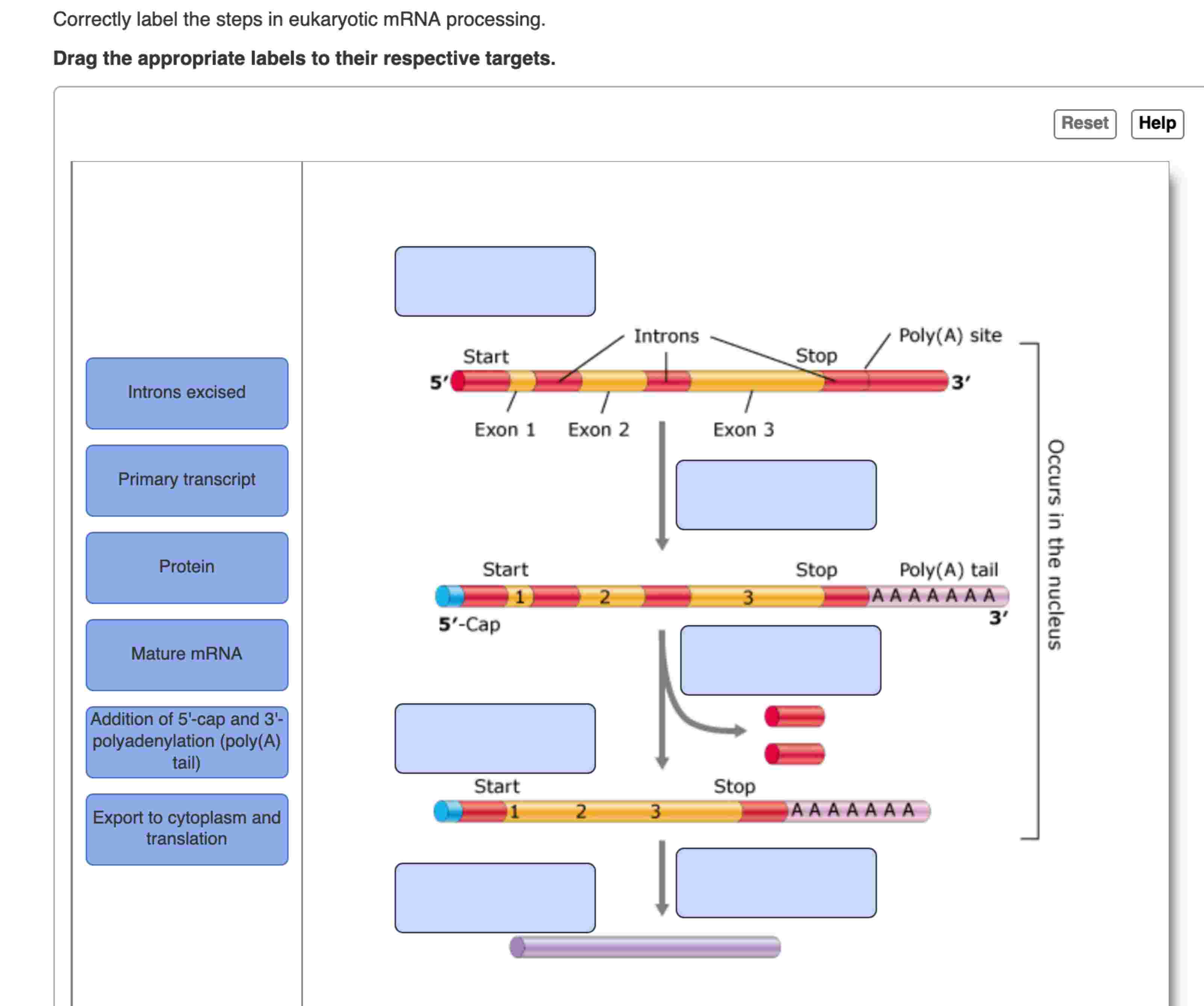 Solved Correctly label the steps in eukaryotic mRNA | Chegg.com
