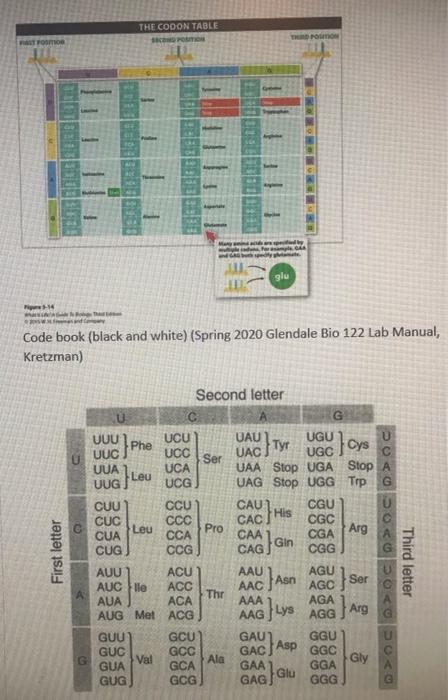 Solved THE CODON TABLE haroonoo glu Code book (black and | Chegg.com