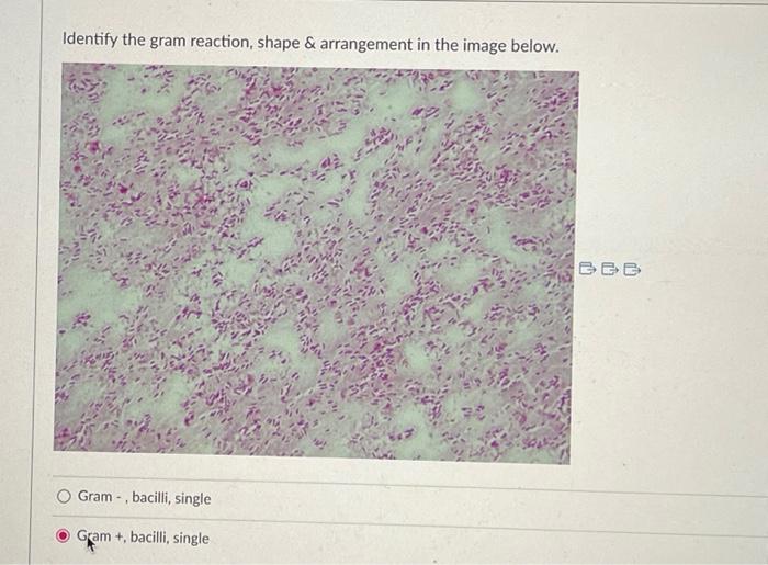 Solved Identify the gram reaction, shape & arrangement in | Chegg.com
