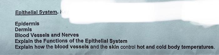 Solved Epithelial System. Key Epidermis Dermis Blood Vessels | Chegg.com