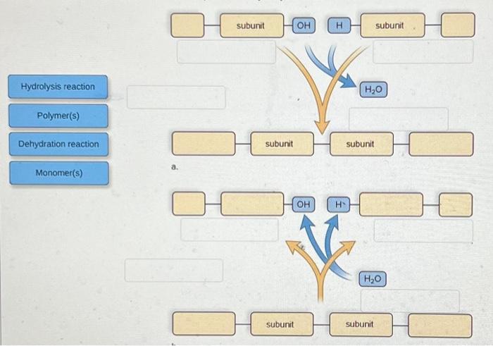 Solved Hydrolysis reaction Polymer(s) Dehydration reaction | Chegg.com