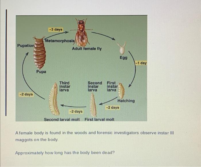 Solved A female body is found in the woods and forensic | Chegg.com
