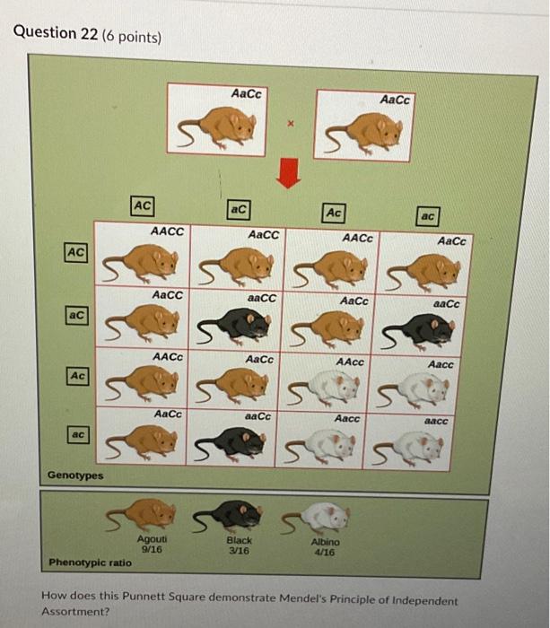 Solved Question 22 (6 points) | Chegg.com