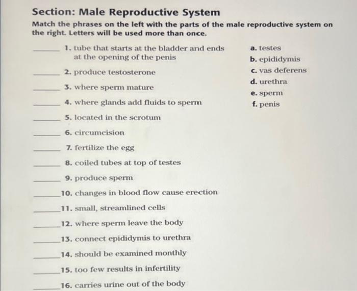 Solved Section: Male Reproductive System Match the phrases | Chegg.com