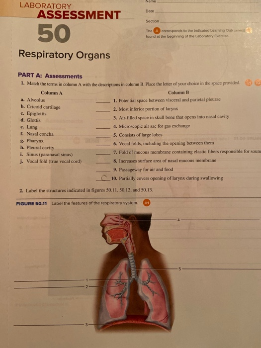 Solved Name LABORATORY ASSESSMENT Date Section 50 The A | Chegg.com