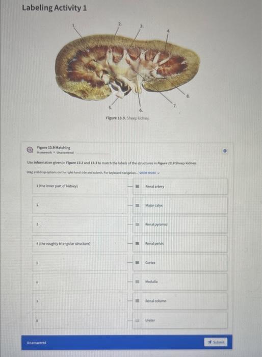 Solved Labeling Activity 1 Figurn 13 g MatchingOrag and drep | Chegg.com