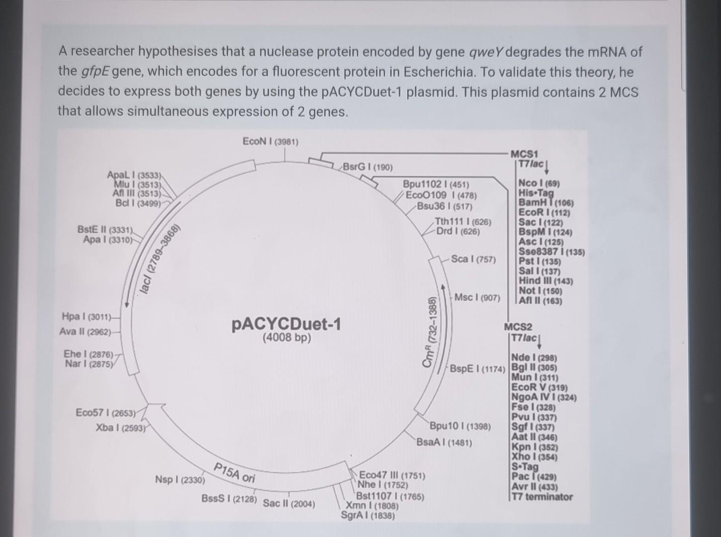 Solved A researcher hypothesises that a nuclease protein | Chegg.com