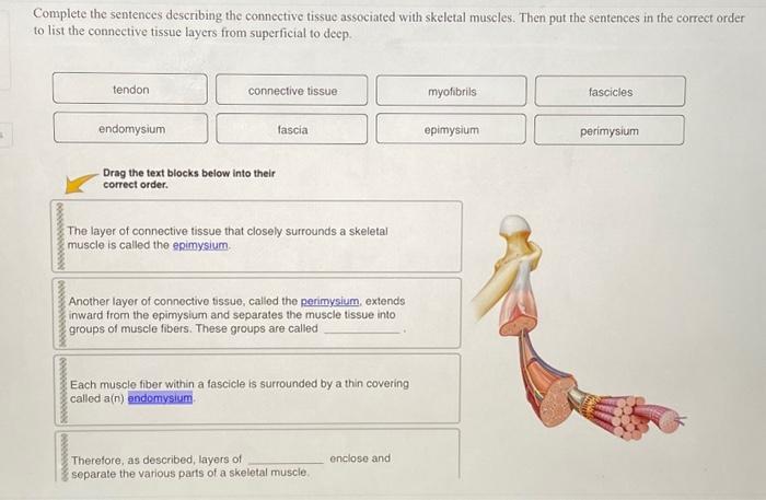 Solved Complete the sentences describing the connective | Chegg.com