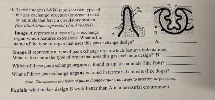 Solved 11. These images (A\&B) represent two types of the | Chegg.com