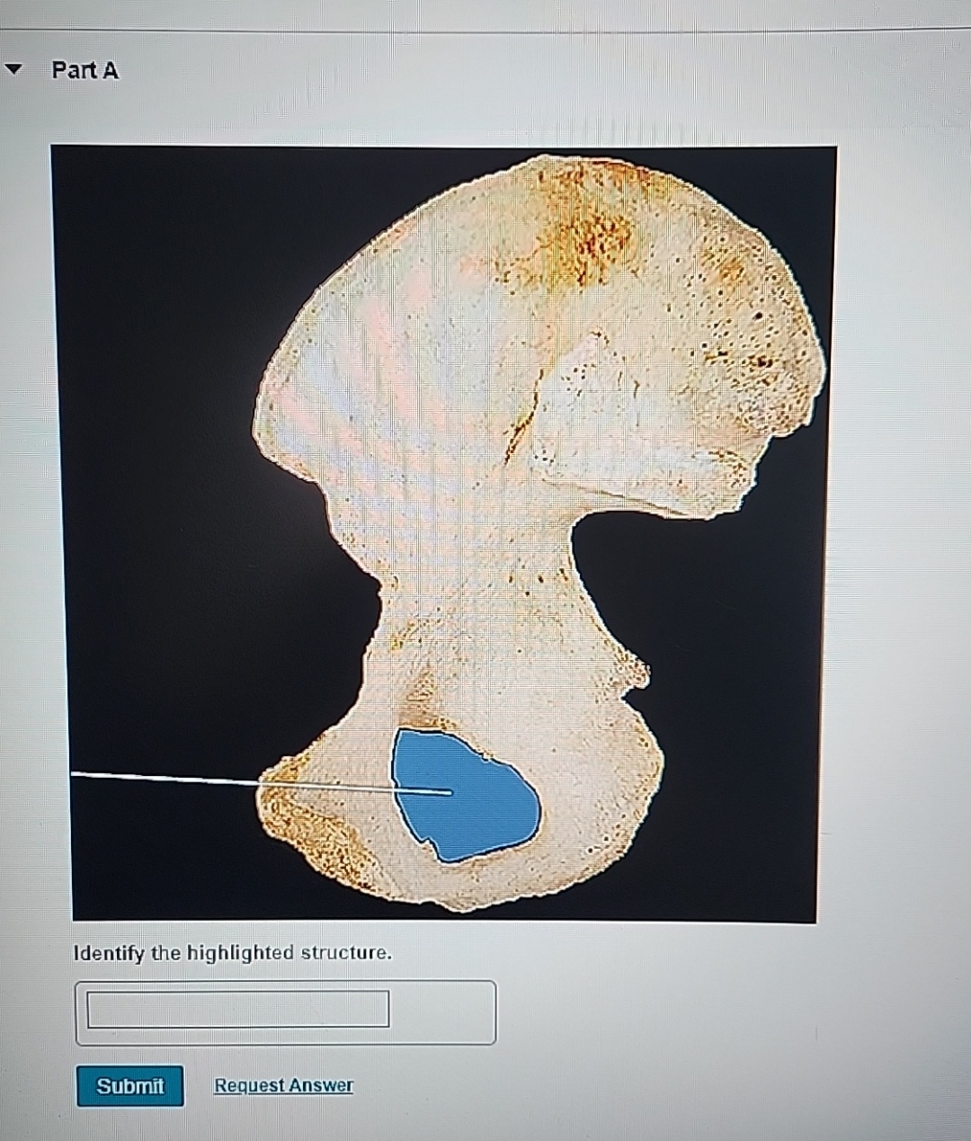 Solved Part AIdentify the highlighted structure.Request | Chegg.com