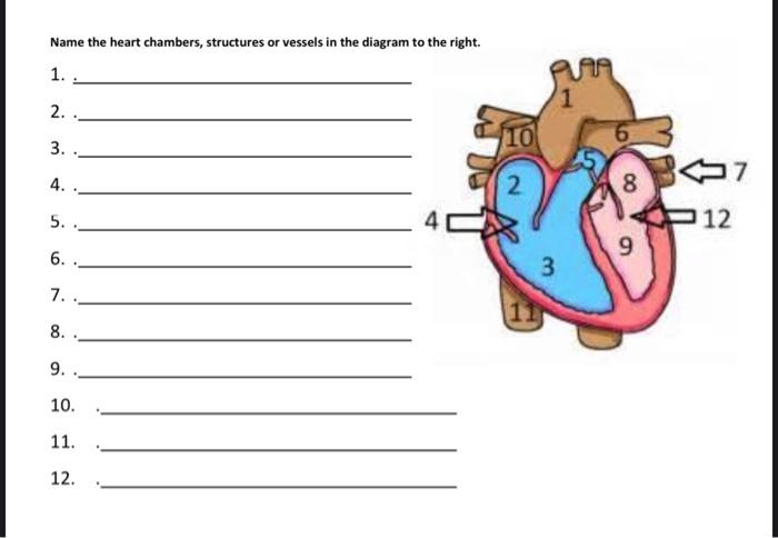 Solved Name the heart chambers, structures or vessels in the | Chegg.com