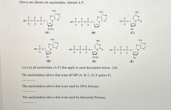Solved Above are shown six nucleotides, labeled A-F. (B) 1a) | Chegg.com
