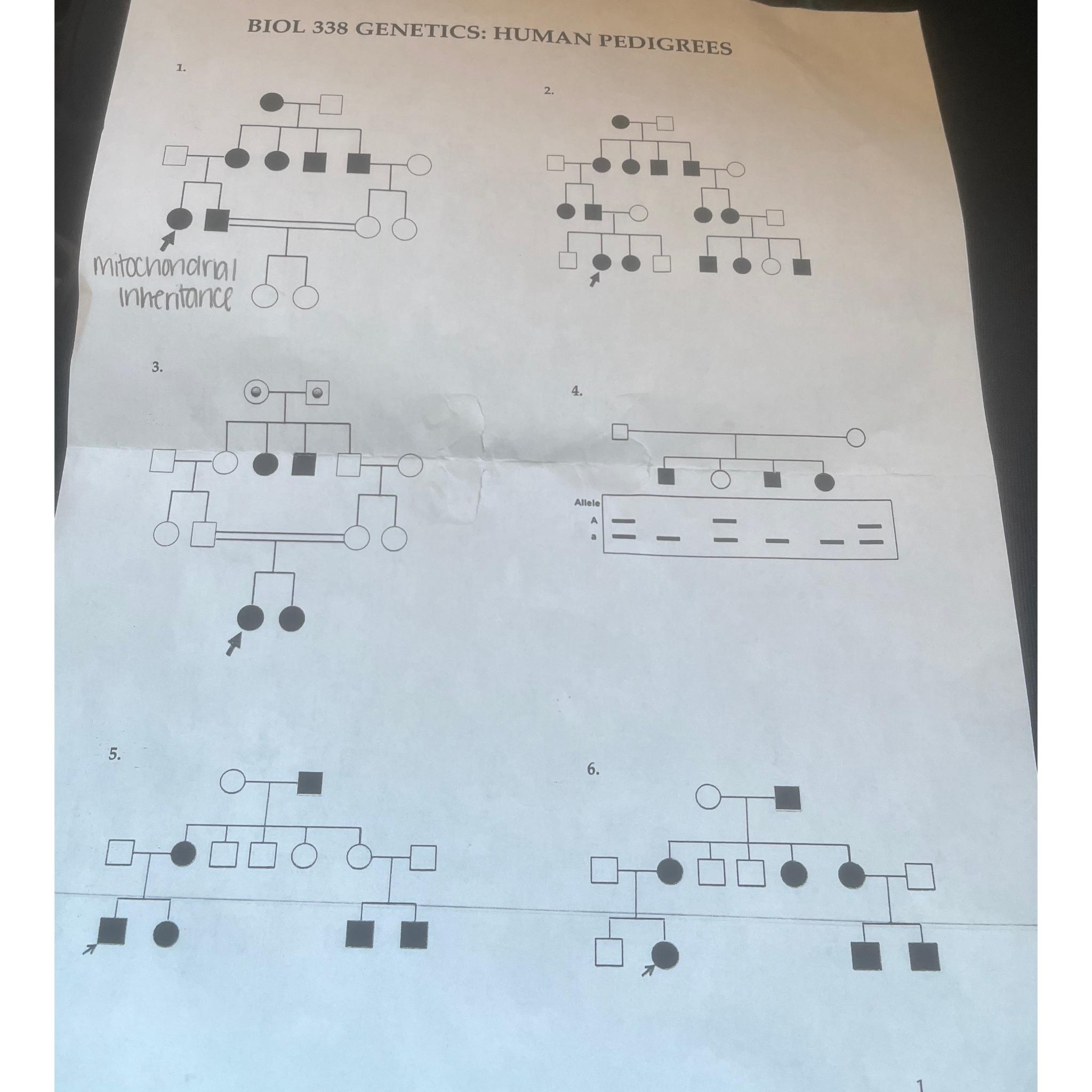 Solved BIOL 338 ﻿GENETICS: HUMAN PEDIGREESCan this be | Chegg.com