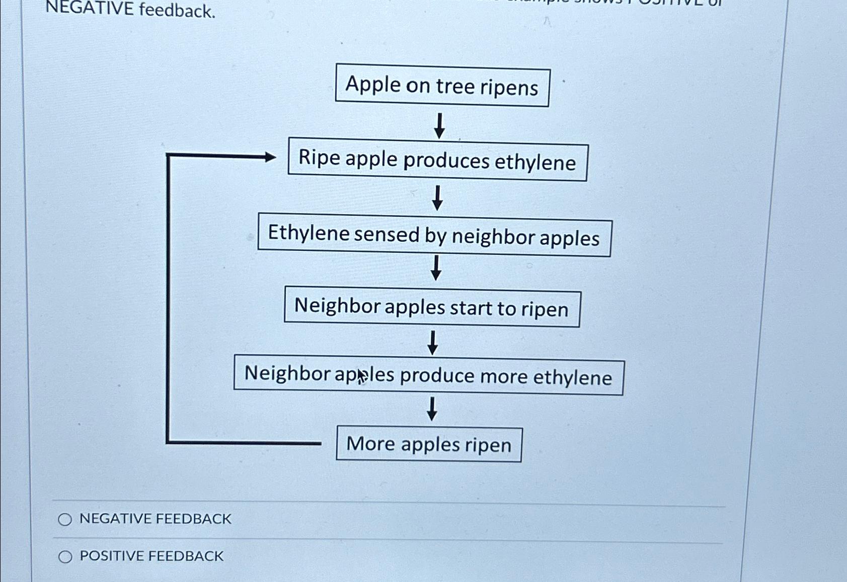 Solved NEGATIVE feedback.Apple on tree ripensEthylene sensed | Chegg.com