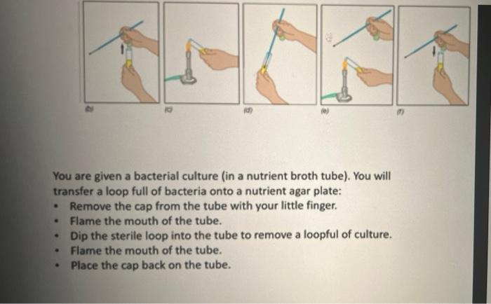 Solved с Transfer the loopful of bacteria to the surface of | Chegg.com