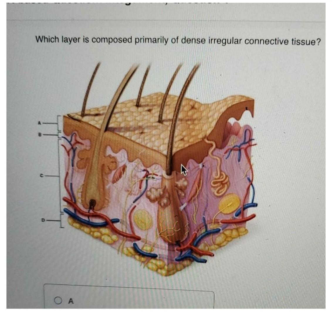 Solved which layer is composed primary of dense irregular | Chegg.com