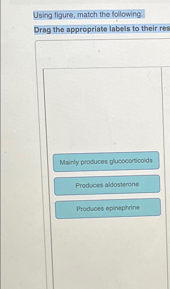Solved Using figure, match the following.Drag the | Chegg.com