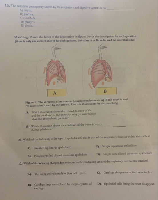 Solved 13. The common passageway shared by the respiratory | Chegg.com