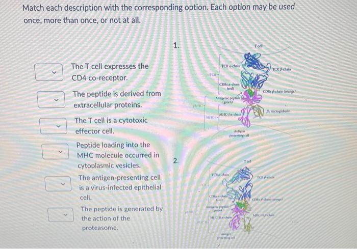 Solved Match each description with the corresponding option. | Chegg.com
