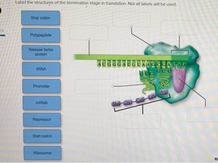 Solved Label the structures of the termination stage in | Chegg.com