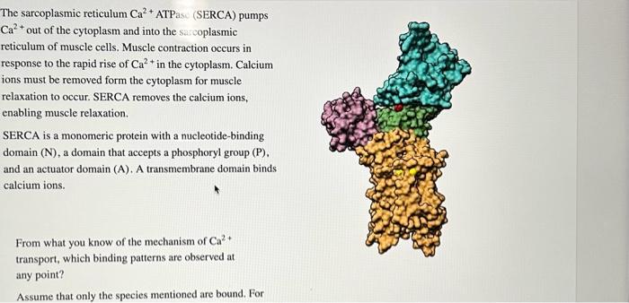 Solved The sarcoplasmic reticulum Ca2+ ATPase (SERCA) pumps | Chegg.com