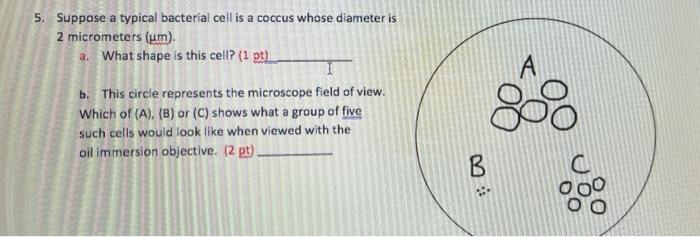Solved 5. Suppose a typical bacterial cell is a coccus whose | Chegg.com