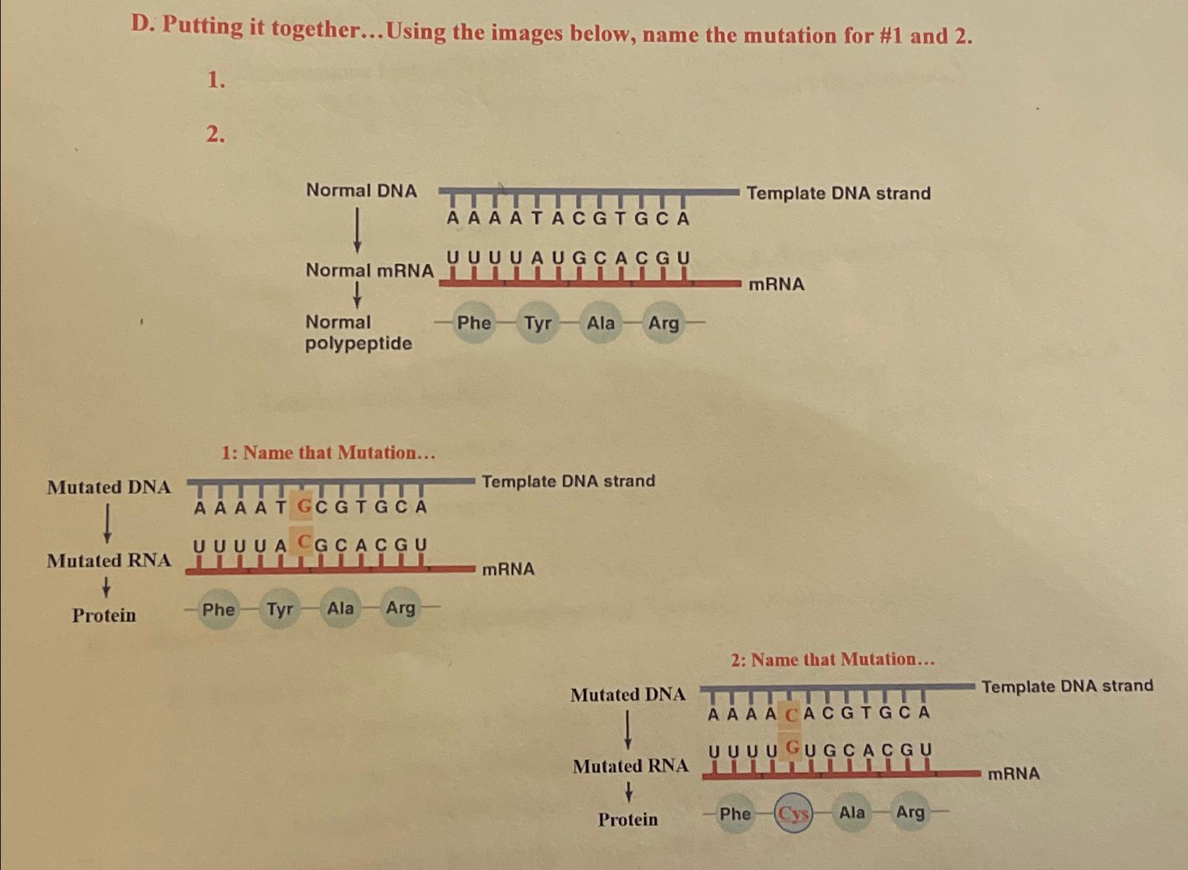 Solved D. ﻿Putting it together... Using the images below, | Chegg.com