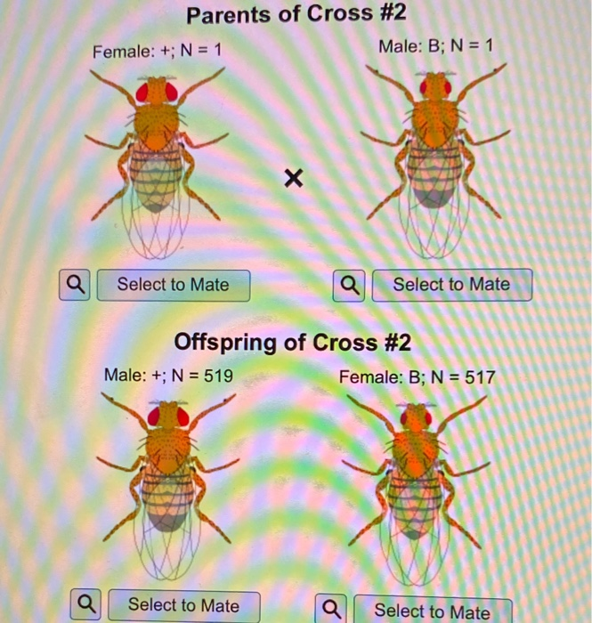 Solved 2 3. Explain why you think all females have Bar eyes | Chegg.com