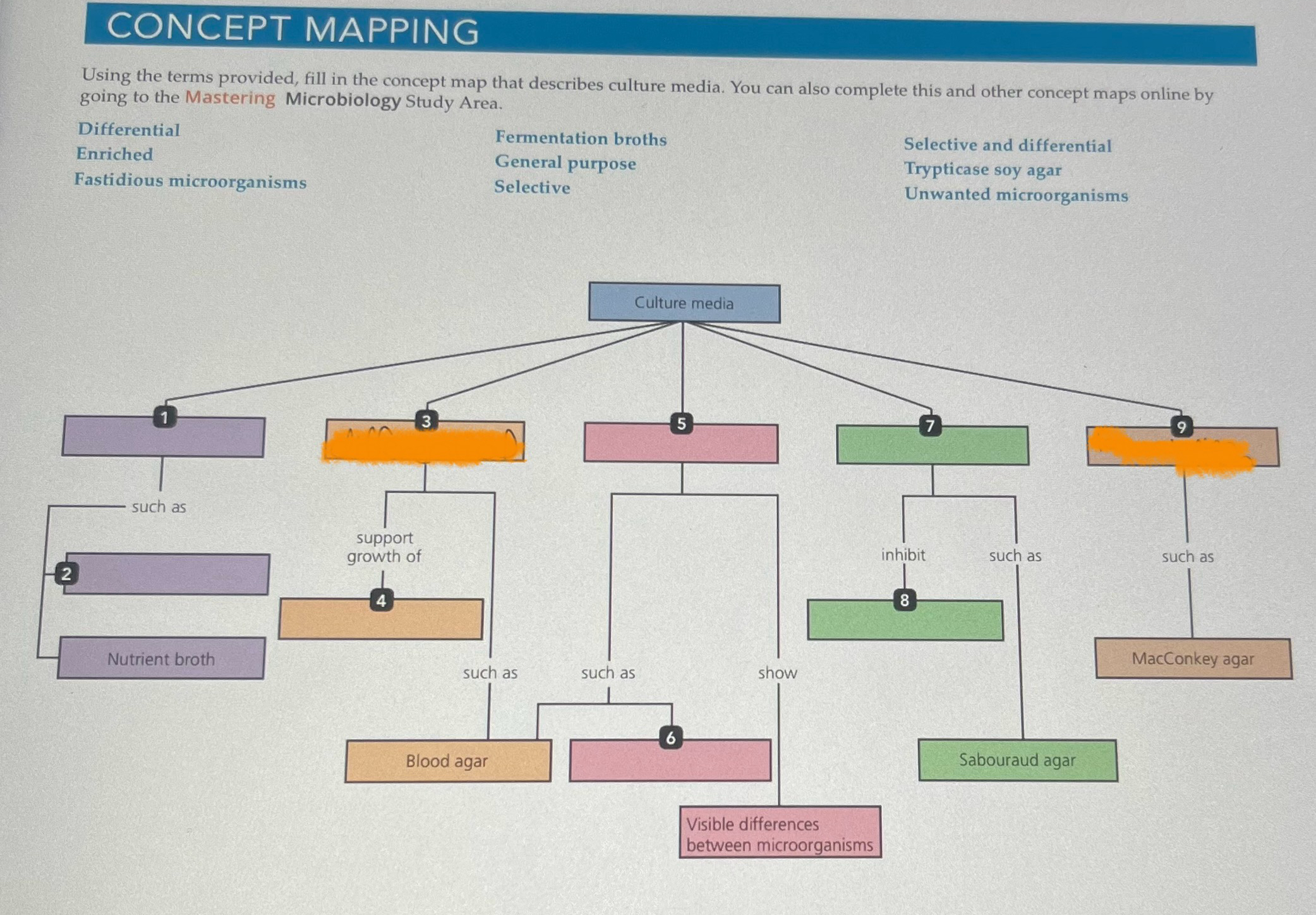 Solved CONCEPT MAPPINGUsing the terms provided, fill in the | Chegg.com